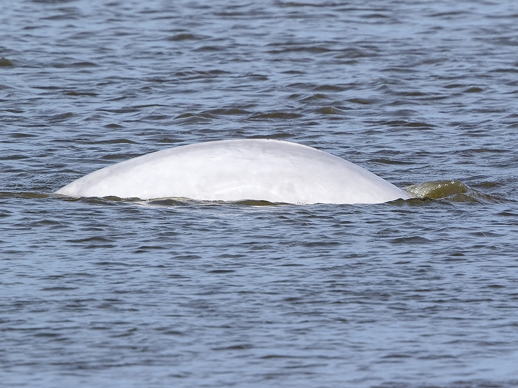 Beluga Whale by Kevin Elsby - BirdGuides