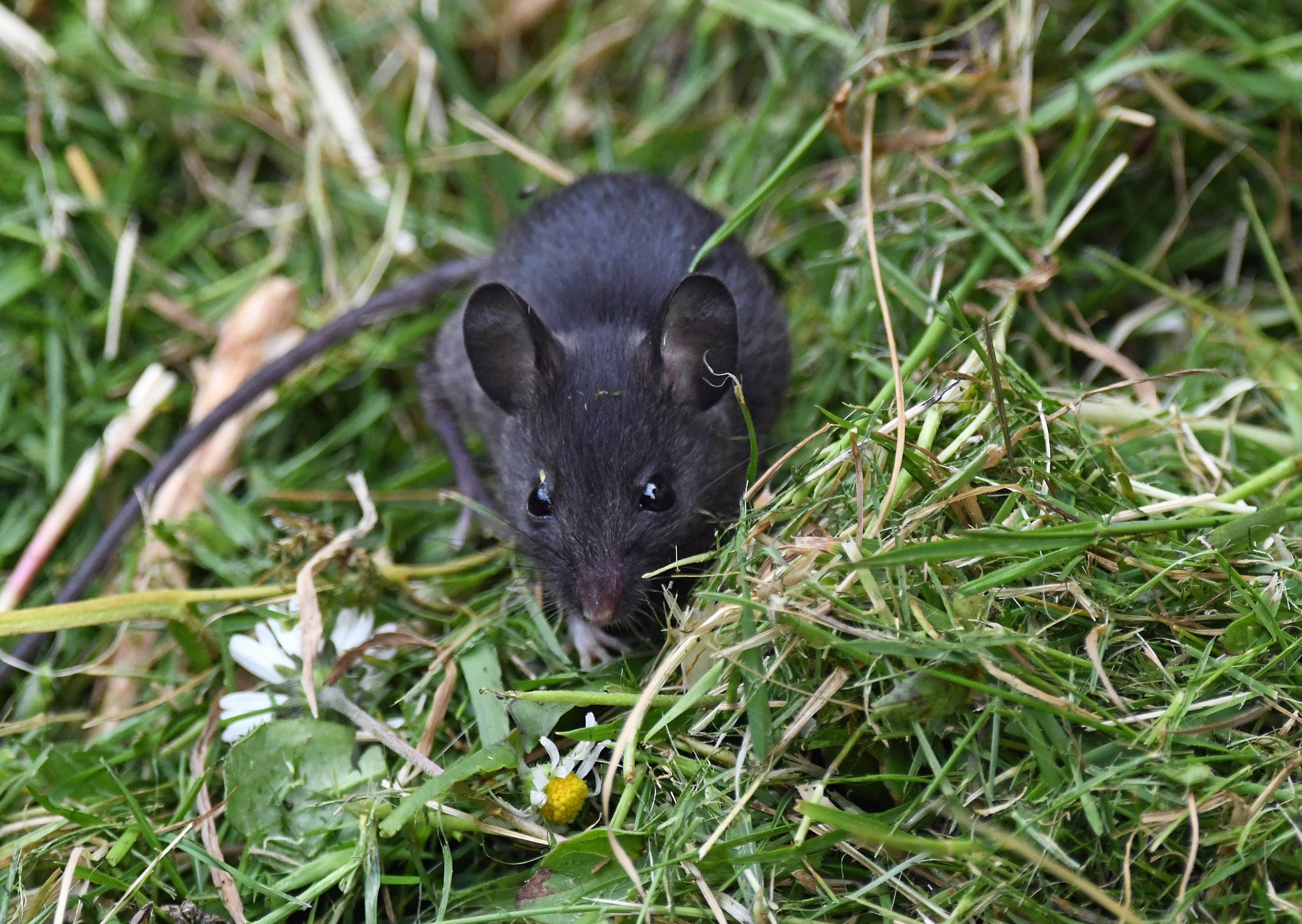 House Mouse by Tony Hovell - BirdGuides