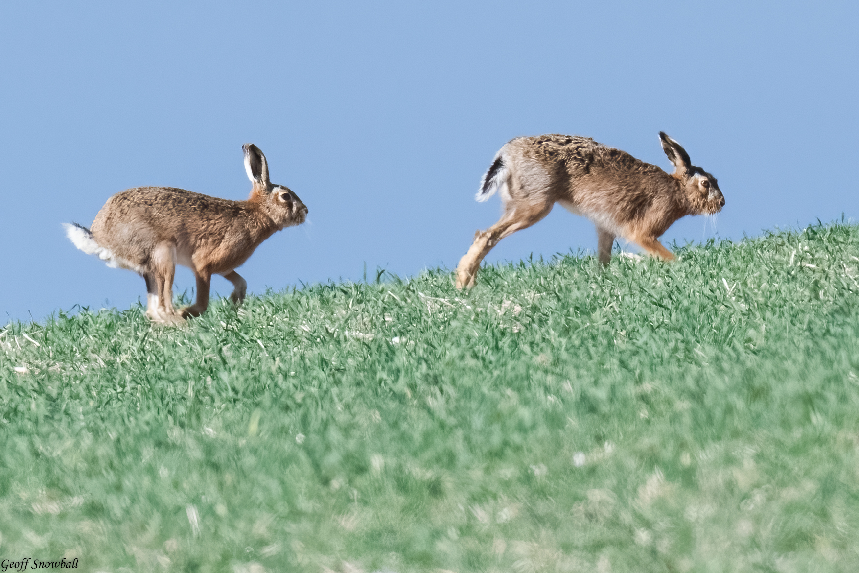 Brown Hare by Geoff Snowball - BirdGuides