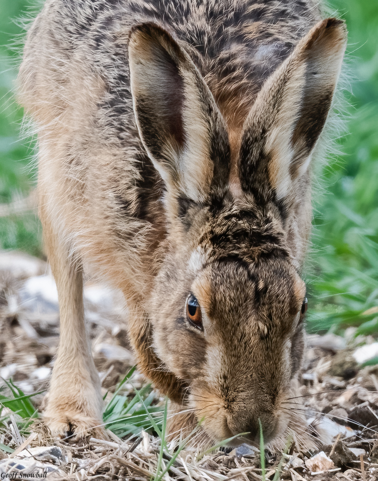 Brown Hare by Geoff Snowball - BirdGuides