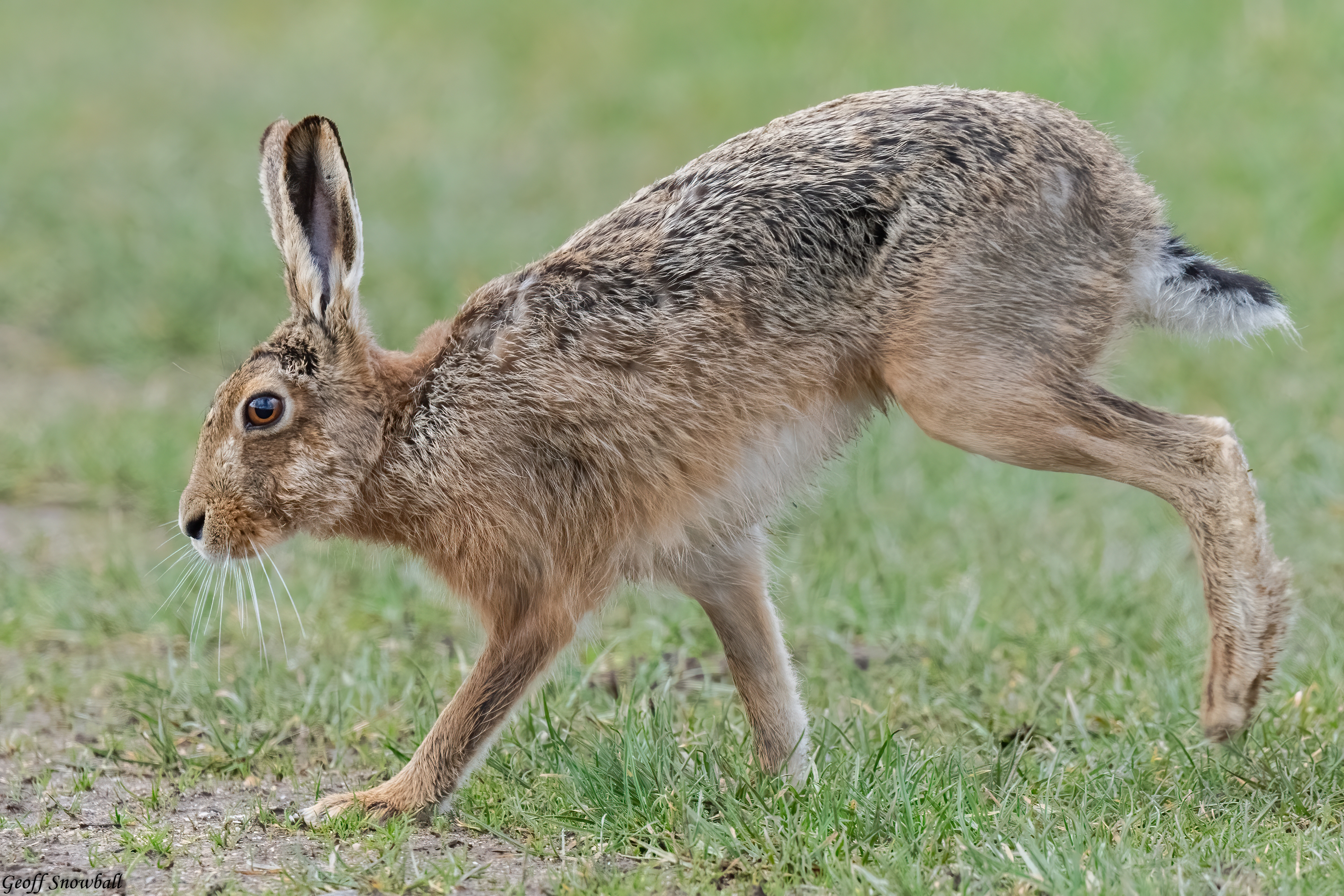 Brown Hare by Geoff Snowball - BirdGuides