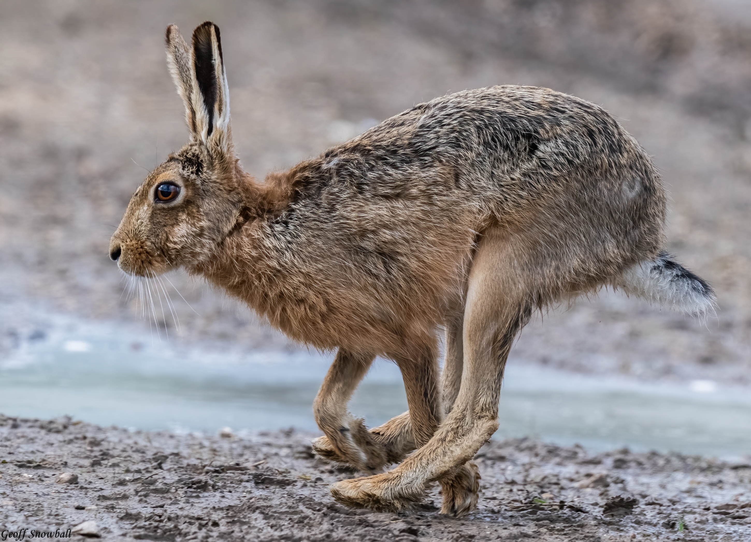 Brown Hare by Geoff Snowball - BirdGuides