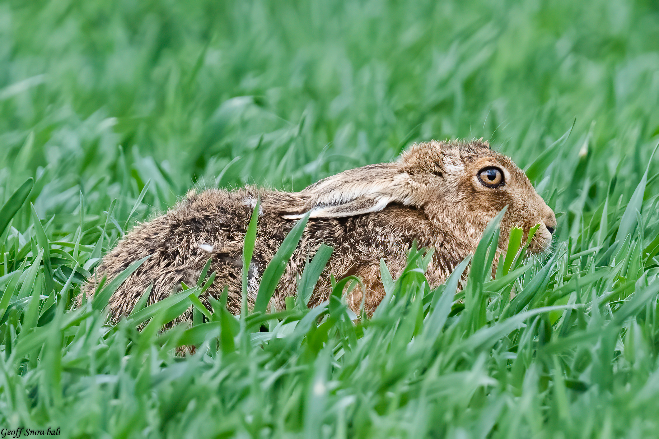Brown Hare by Geoff Snowball - BirdGuides