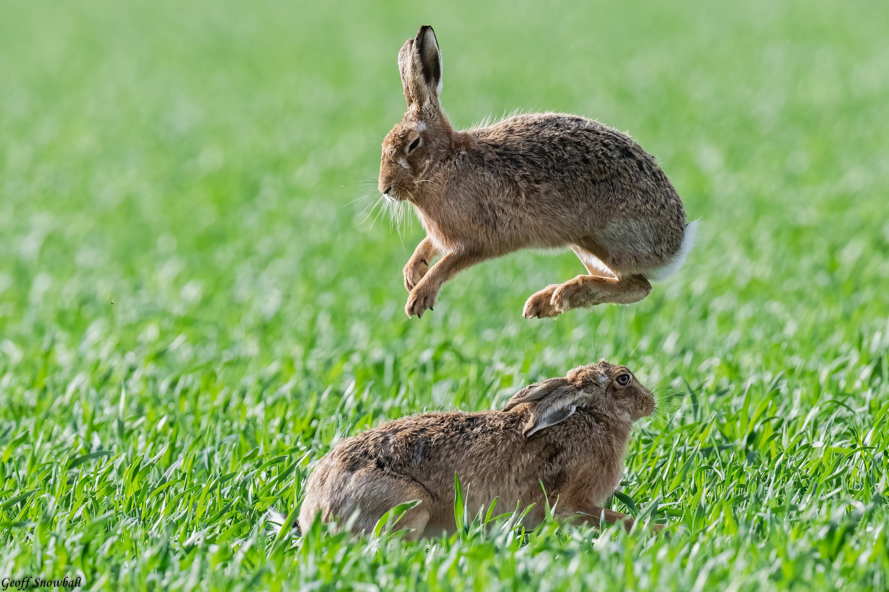 Brown Hare by Geoff Snowball - BirdGuides