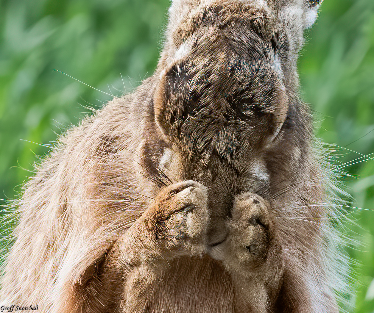 Brown Hare by Geoff Snowball - BirdGuides