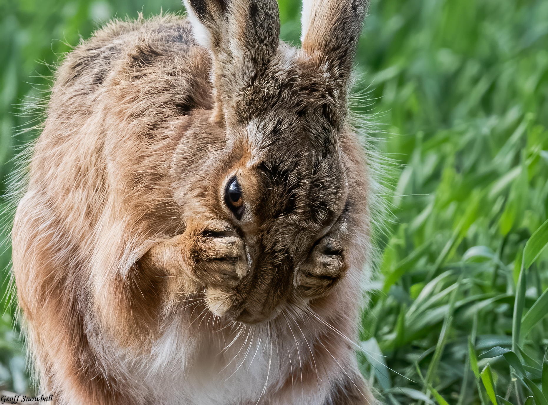 Brown Hare by Geoff Snowball - BirdGuides