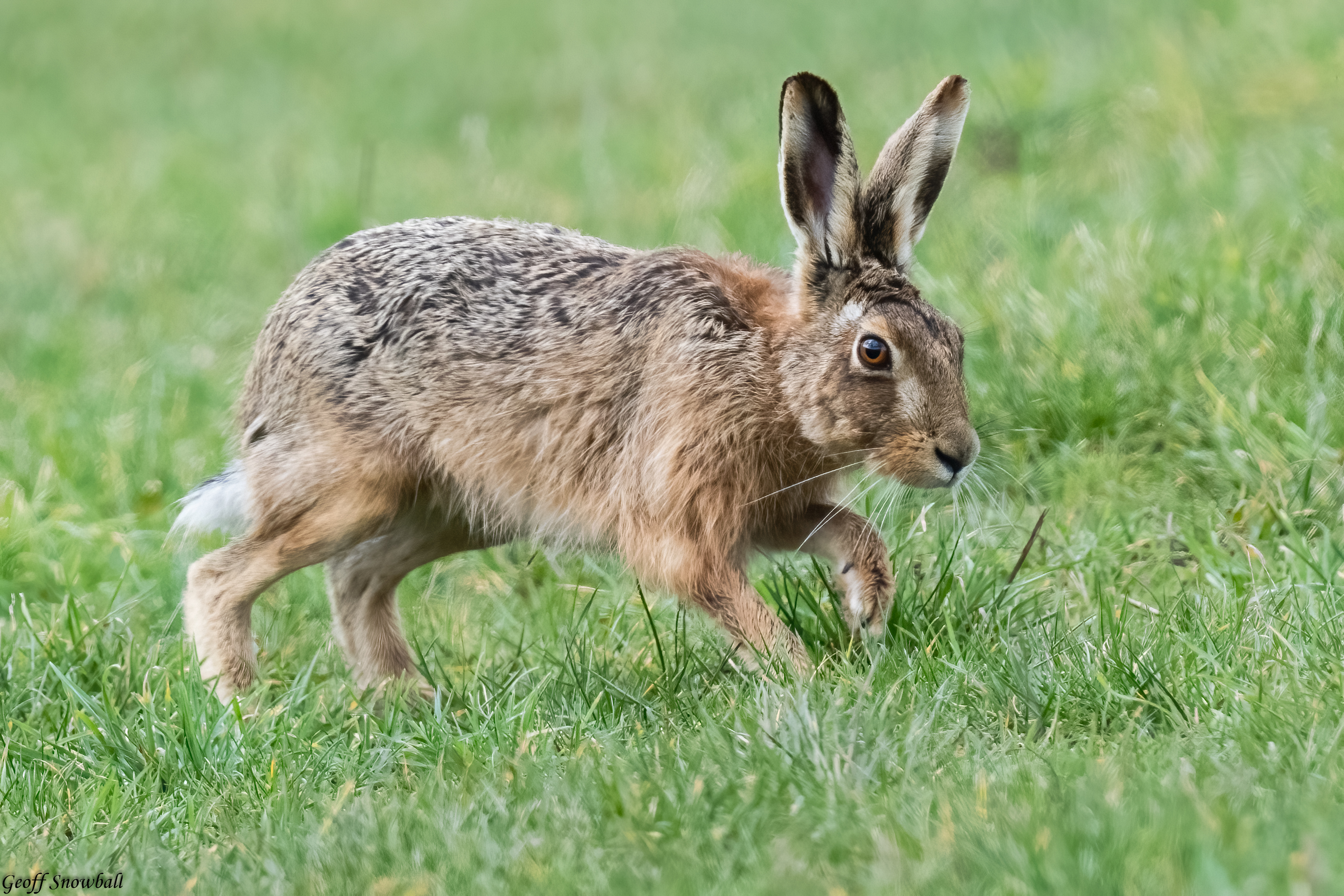 Brown Hare by Geoff Snowball - BirdGuides