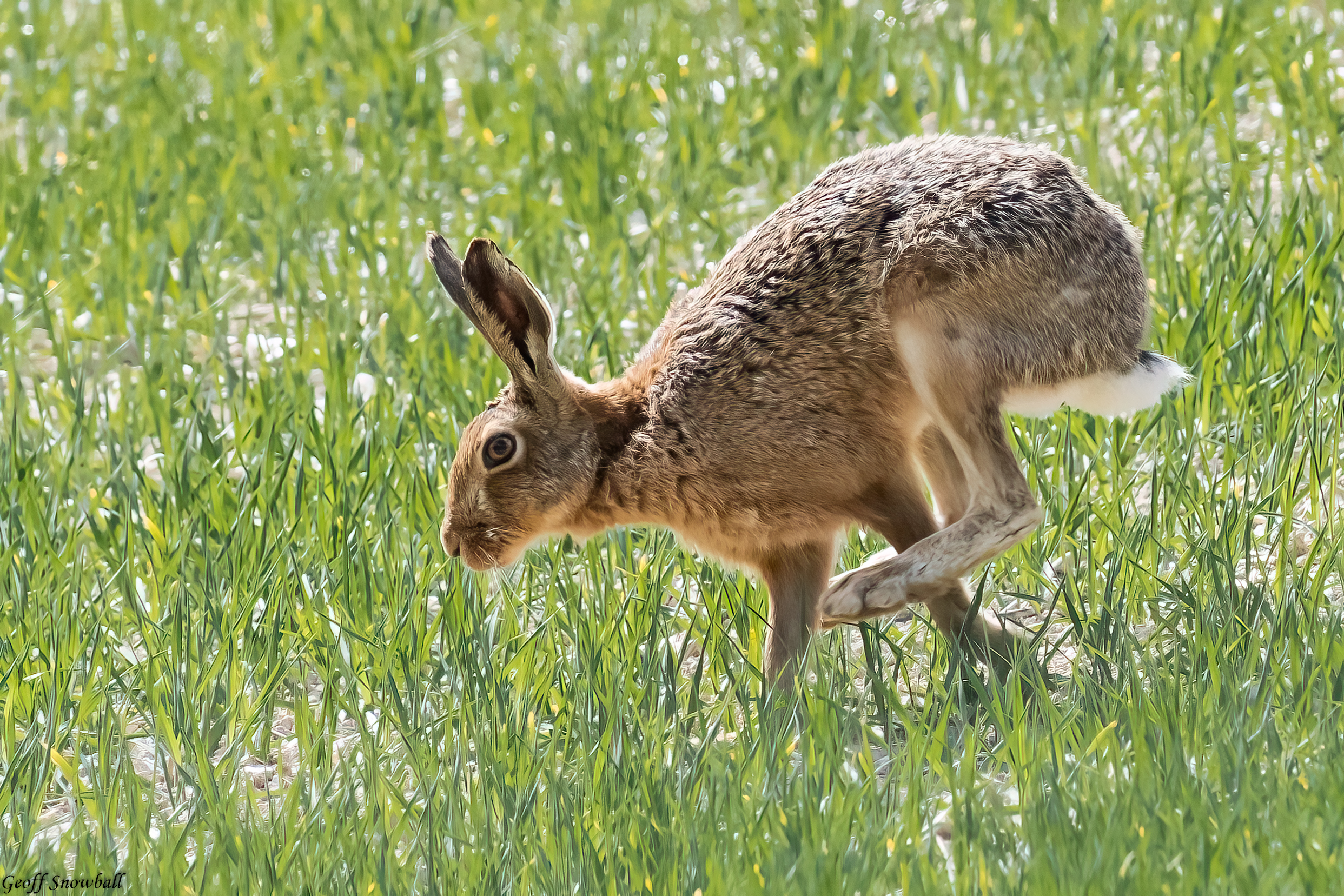 Brown Hare by Geoff Snowball - BirdGuides