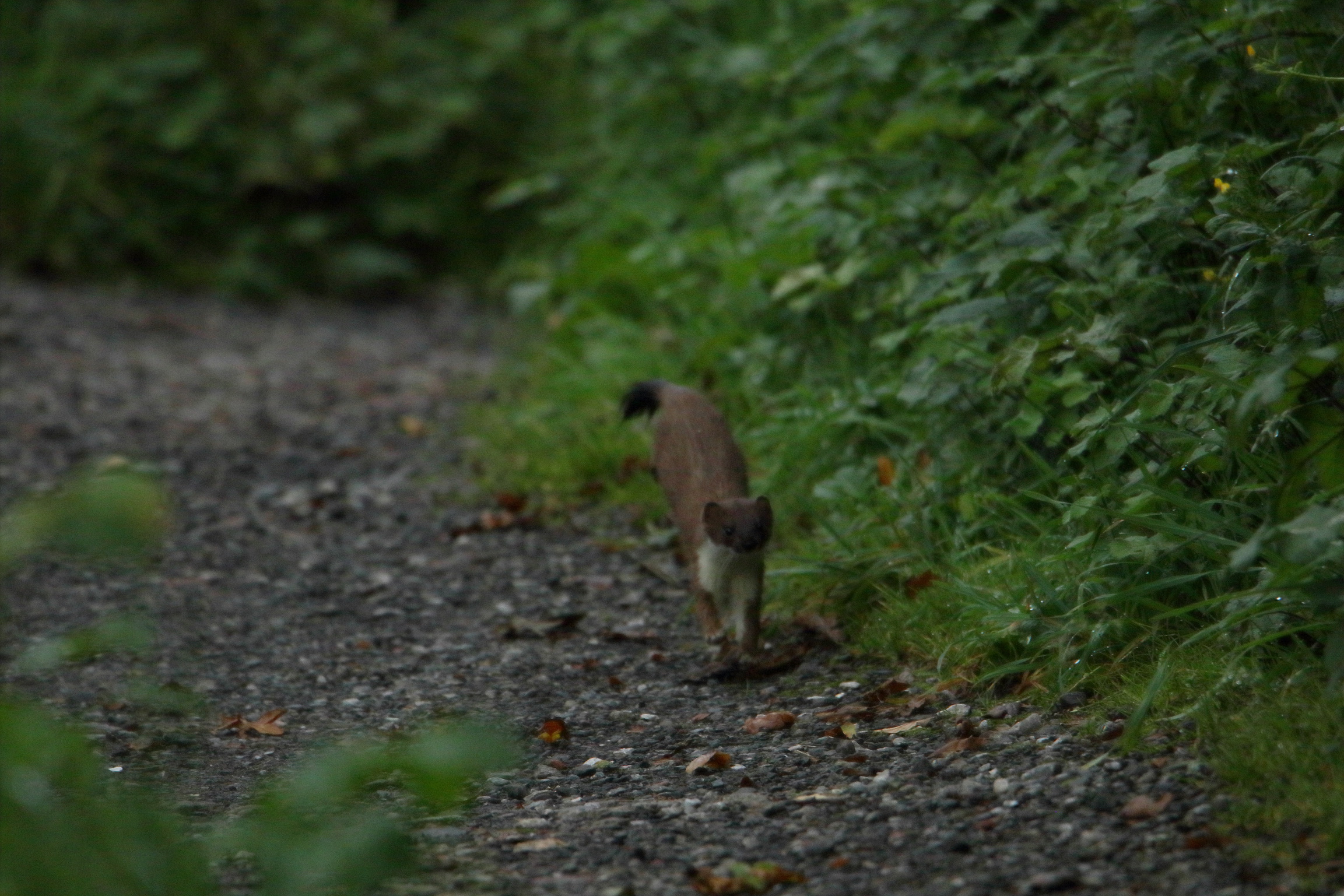 Stoat by Neil Turney - BirdGuides