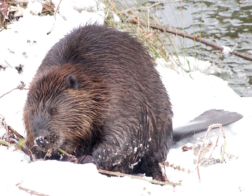 Beavers by Brian Avent - BirdGuides