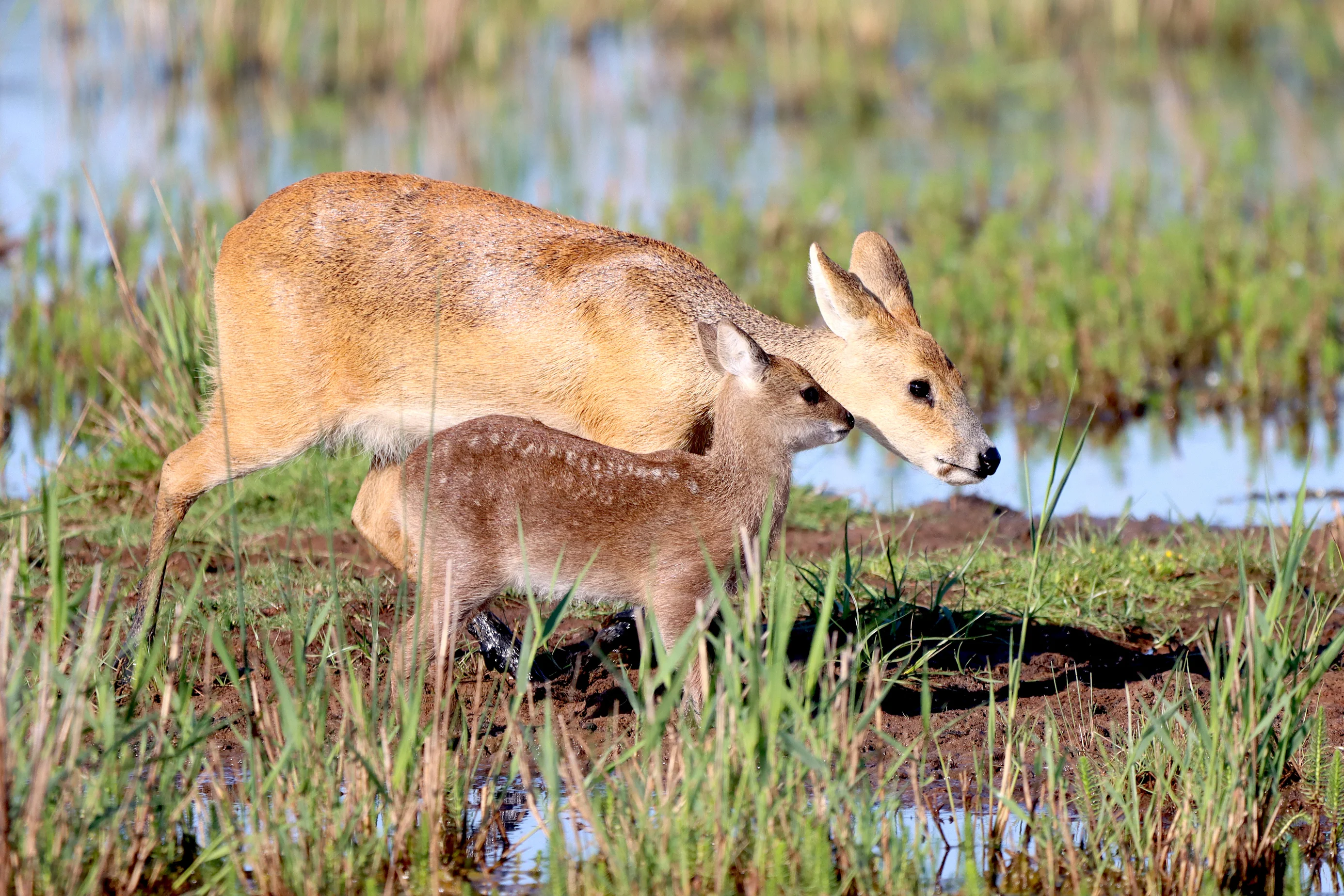 Details : Chinese Water Deer - BirdGuides
