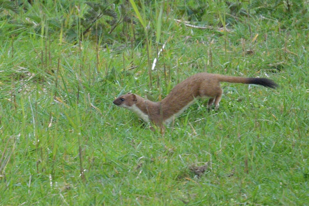 Orkney's wildlife 'recovering' as Stoat eradication reaches end ...