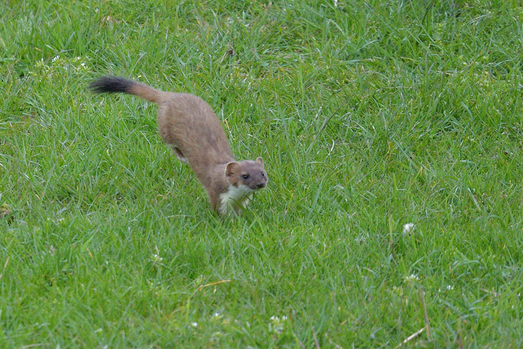 Stoat by Ian Curran - BirdGuides