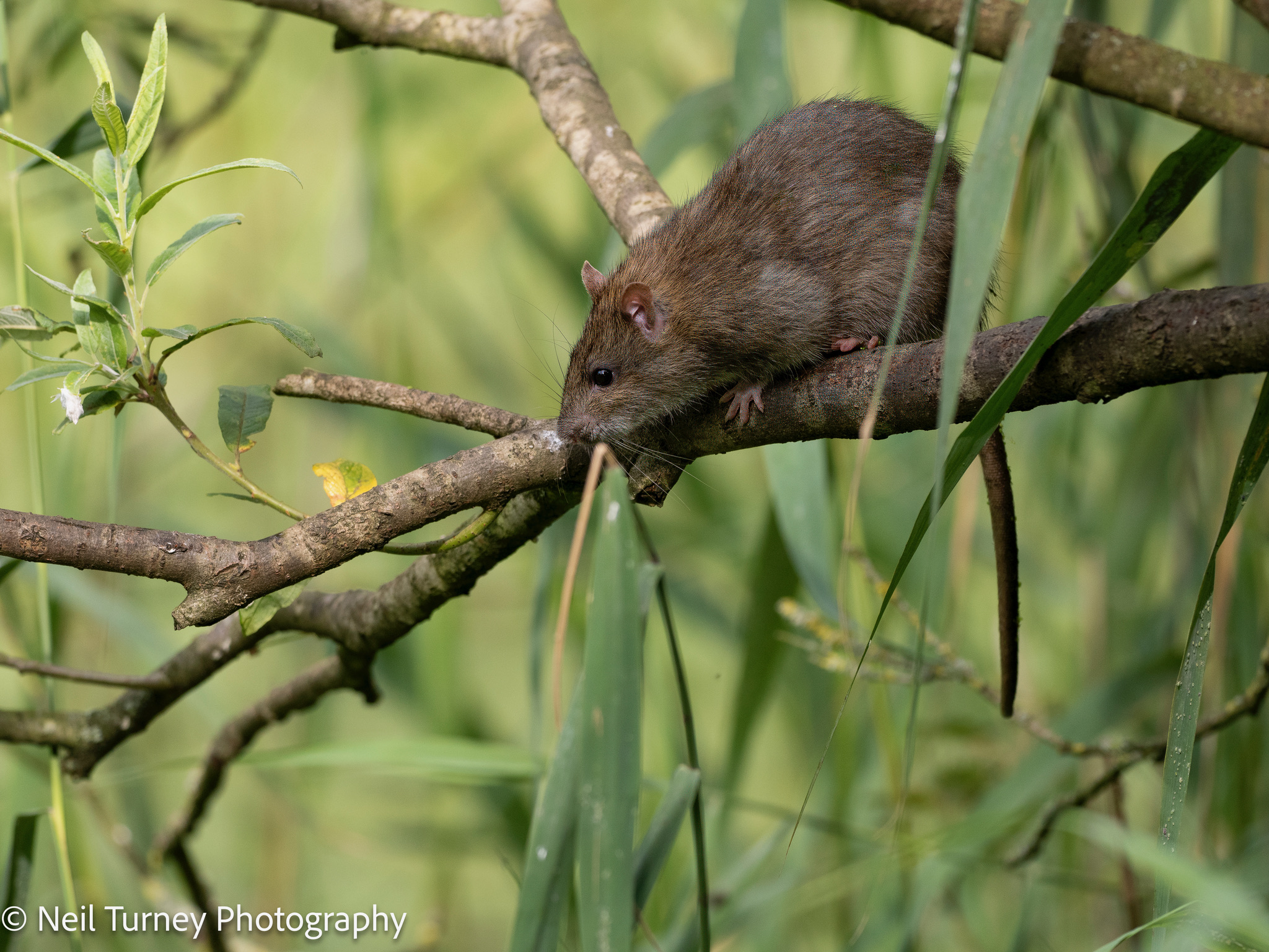 Brown Rat by Neil Turney - BirdGuides
