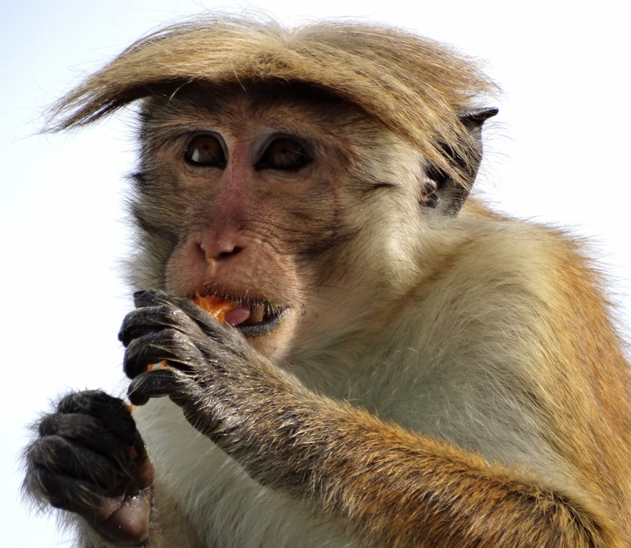 Toque Macaque by Doug Kelson - BirdGuides