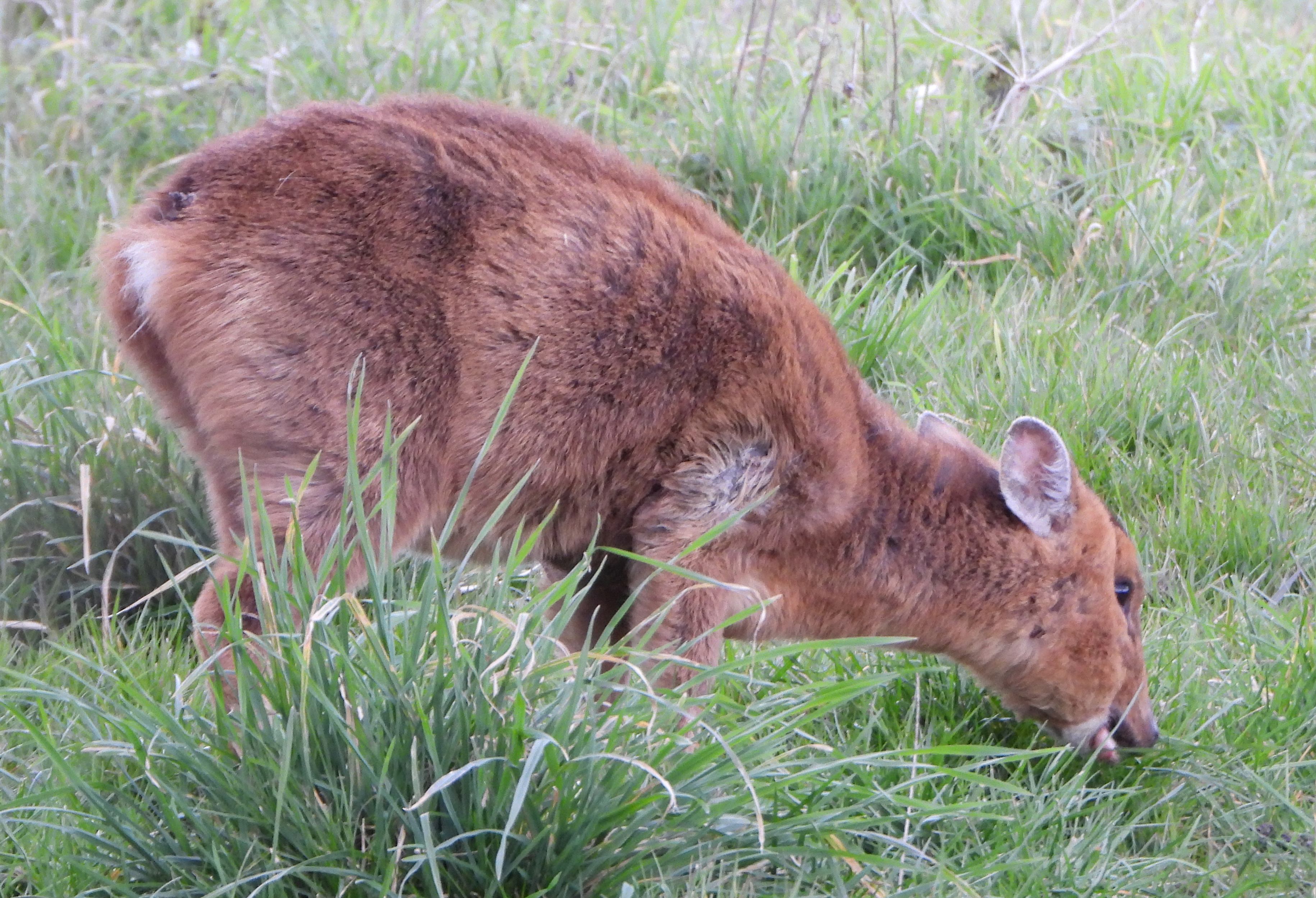 Reeve's Muntjac by Doug Kelson - BirdGuides