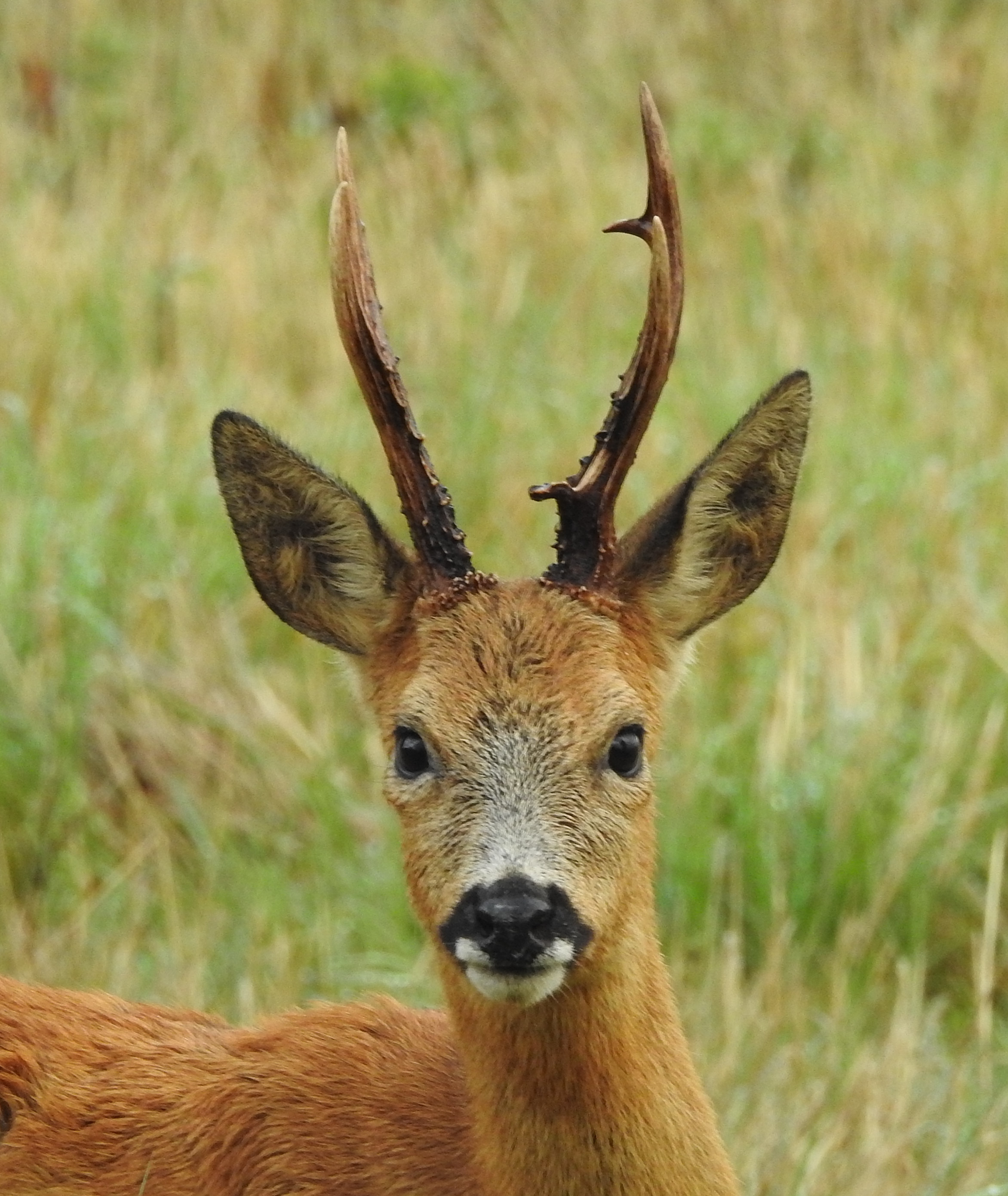 Roe Deer by Doug Kelson - BirdGuides