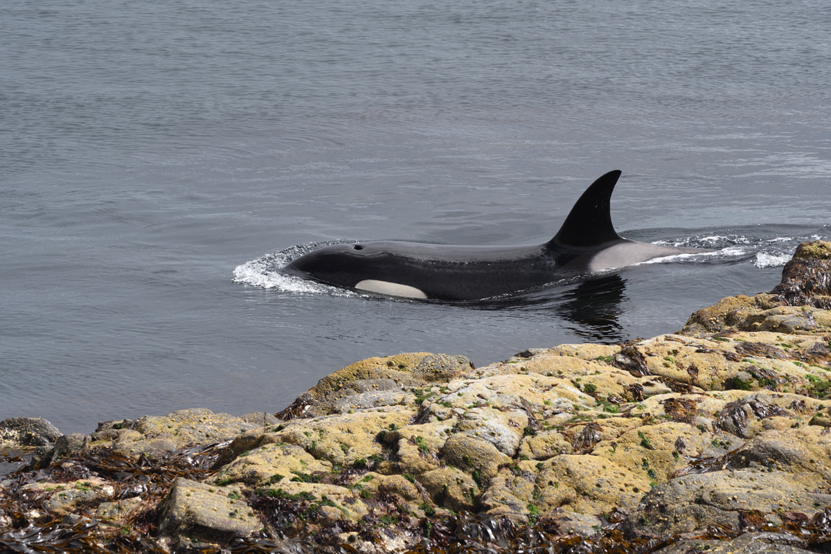 Details : Killer Whale - BirdGuides