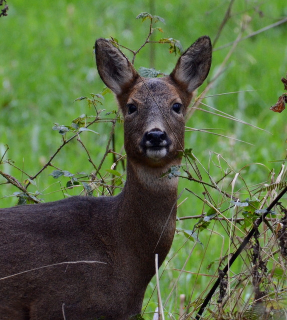 Roe Deer by Joe Graham - BirdGuides