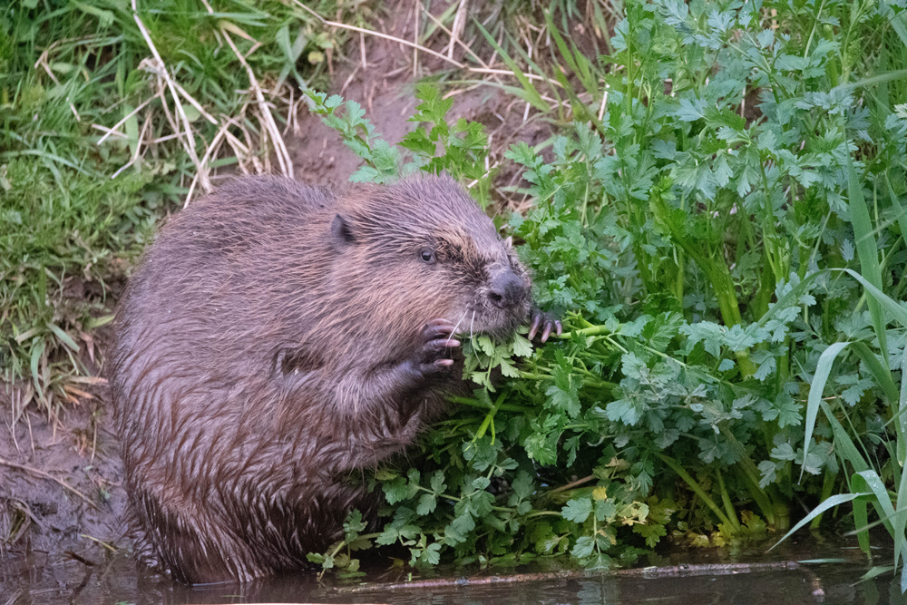 English beavers officially protected by law - BirdGuides