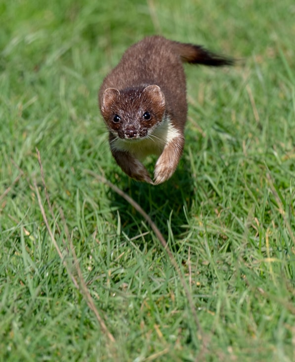 Stoat by Pixellence Hewitt - BirdGuides