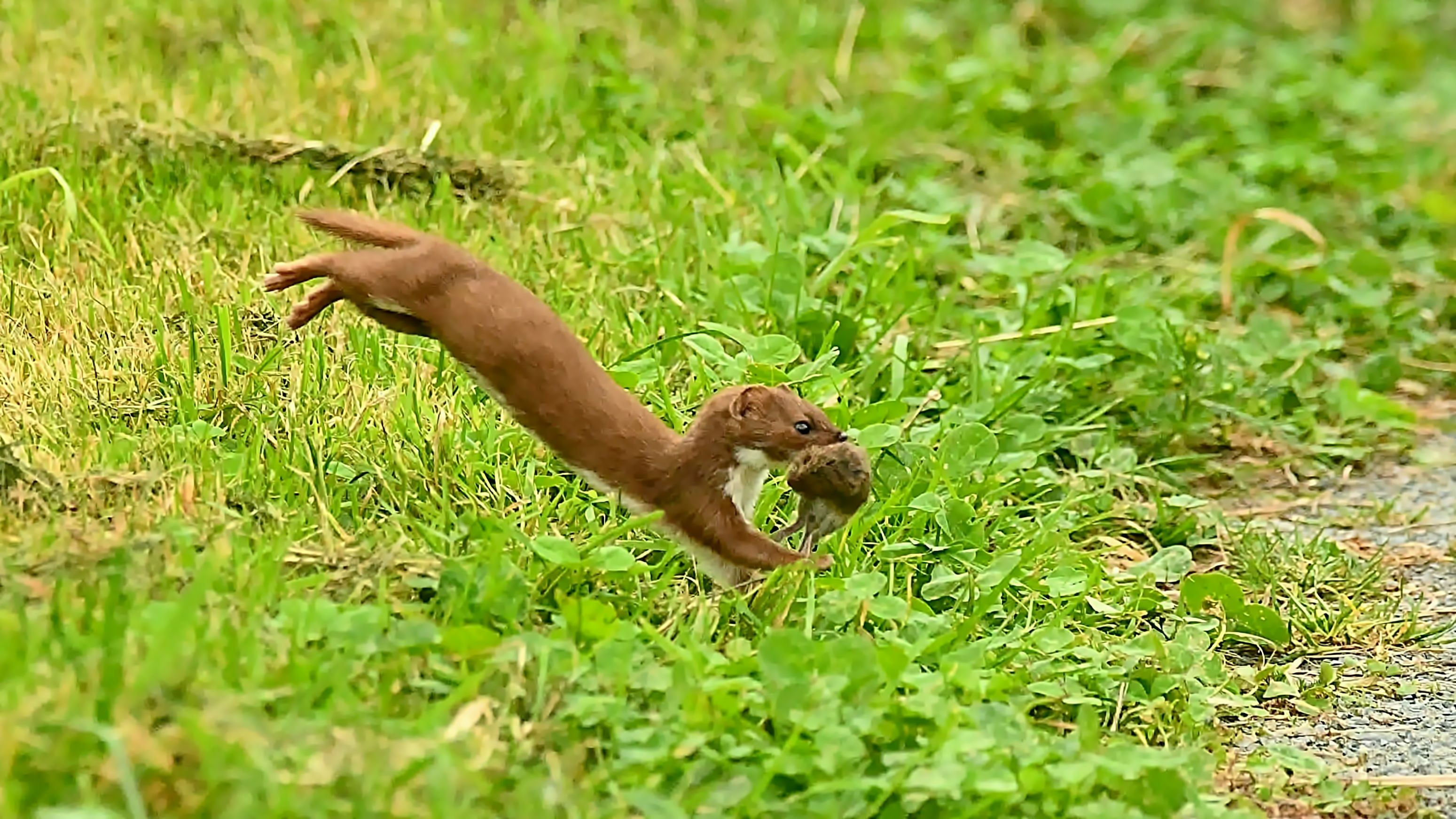 Weasel by Jeremy Eyeons - BirdGuides