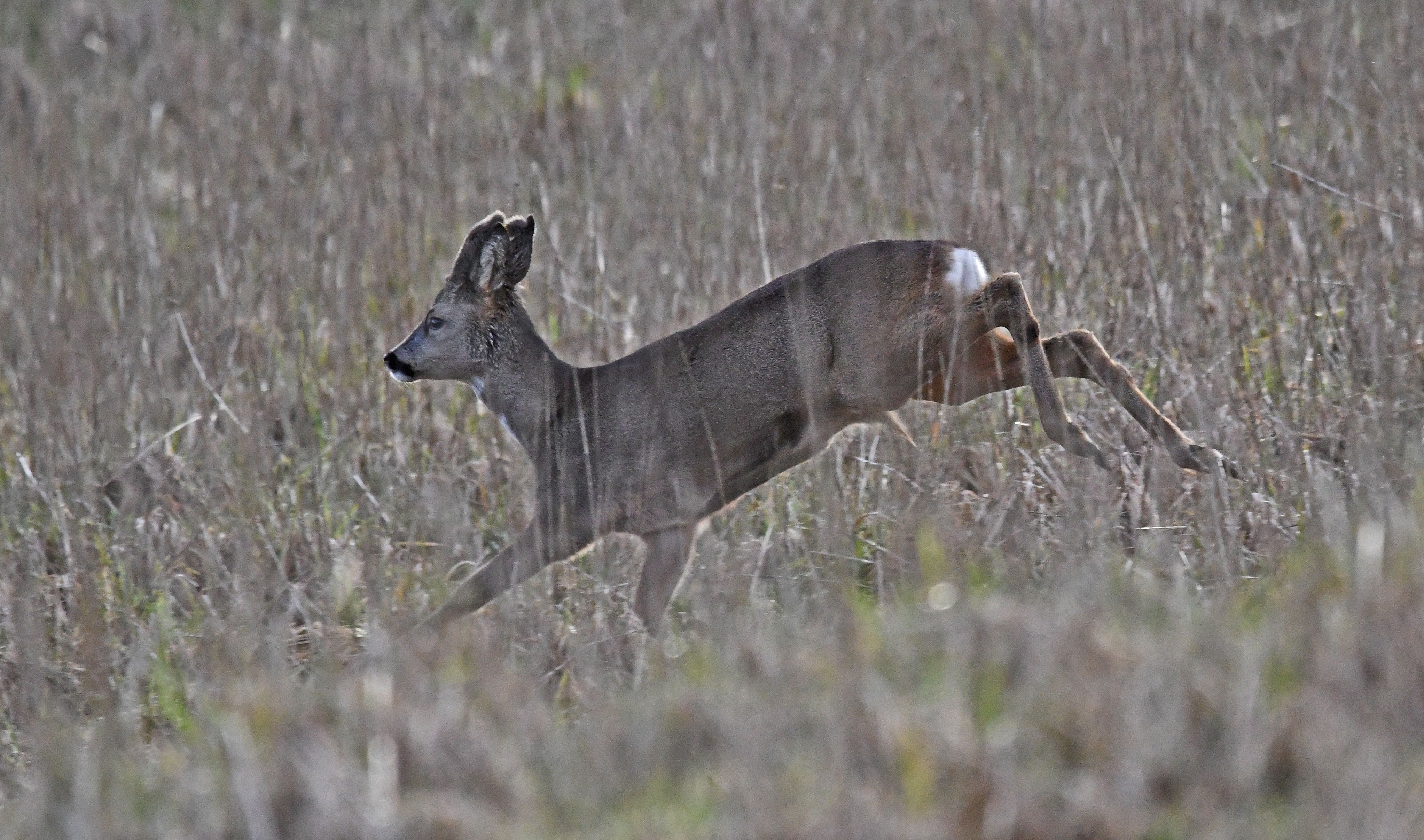 Roe Deer by Tom Moodie - BirdGuides