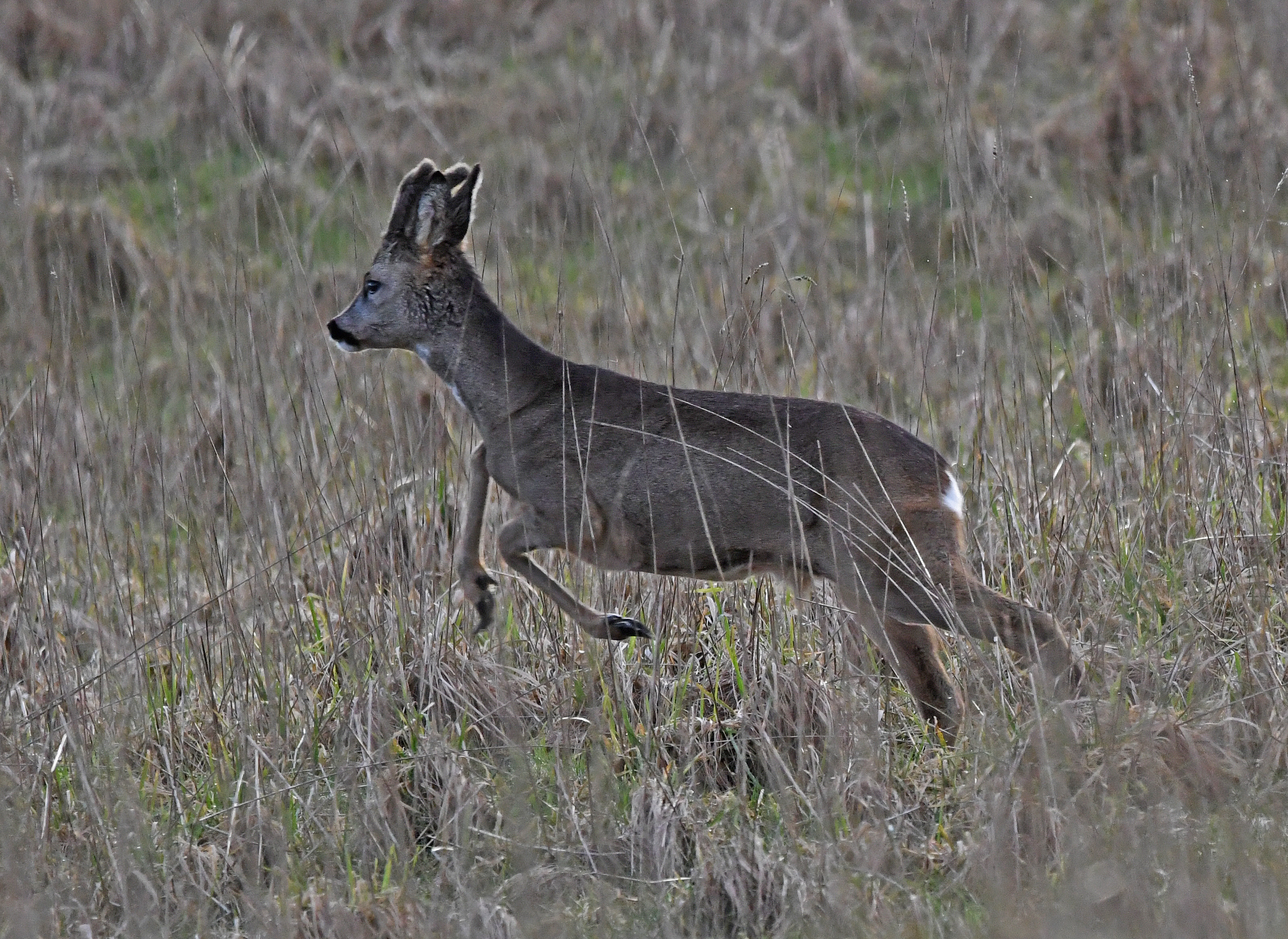 Roe Deer by Tom Moodie - BirdGuides