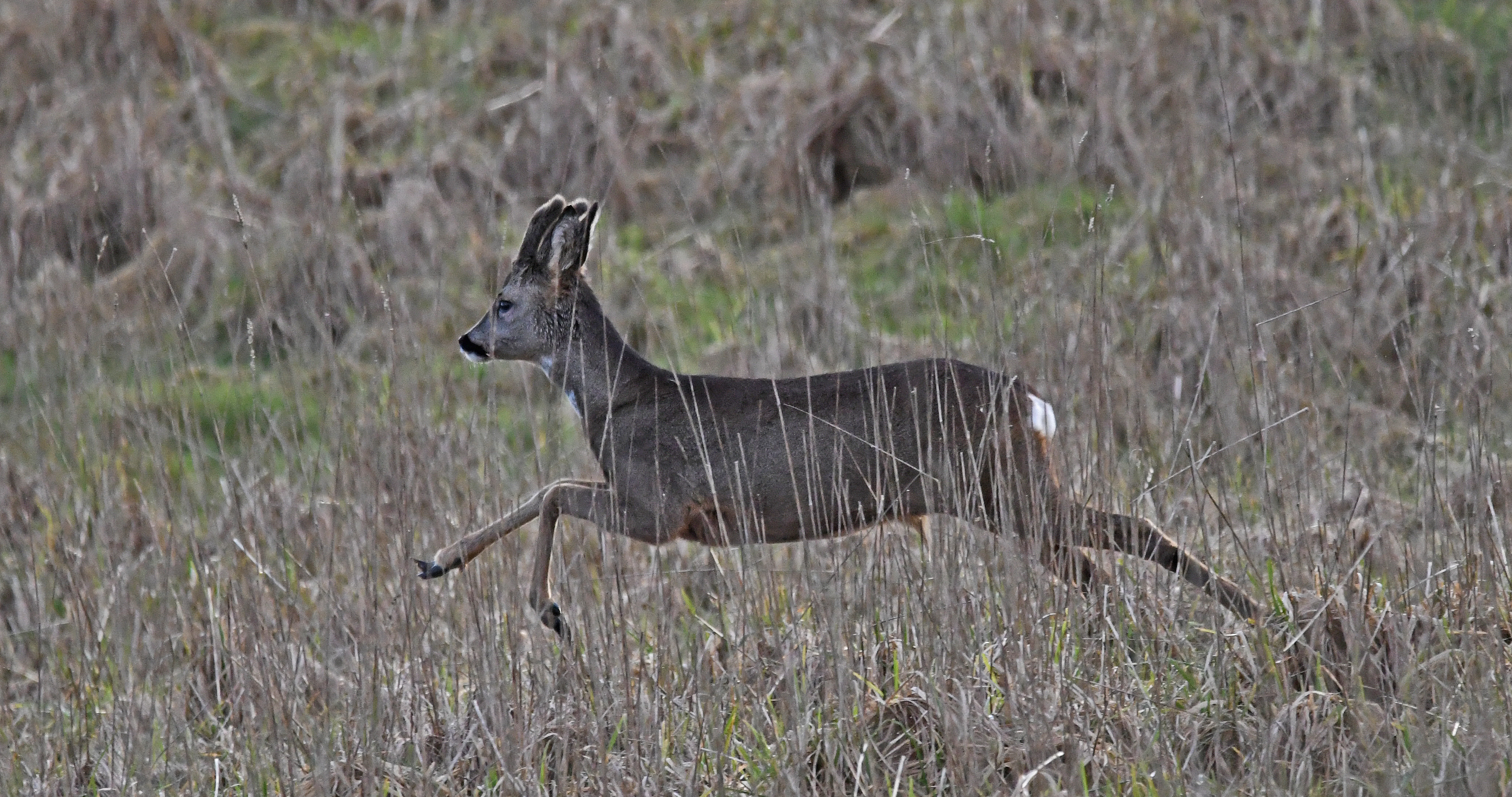 Roe Deer by Tom Moodie - BirdGuides