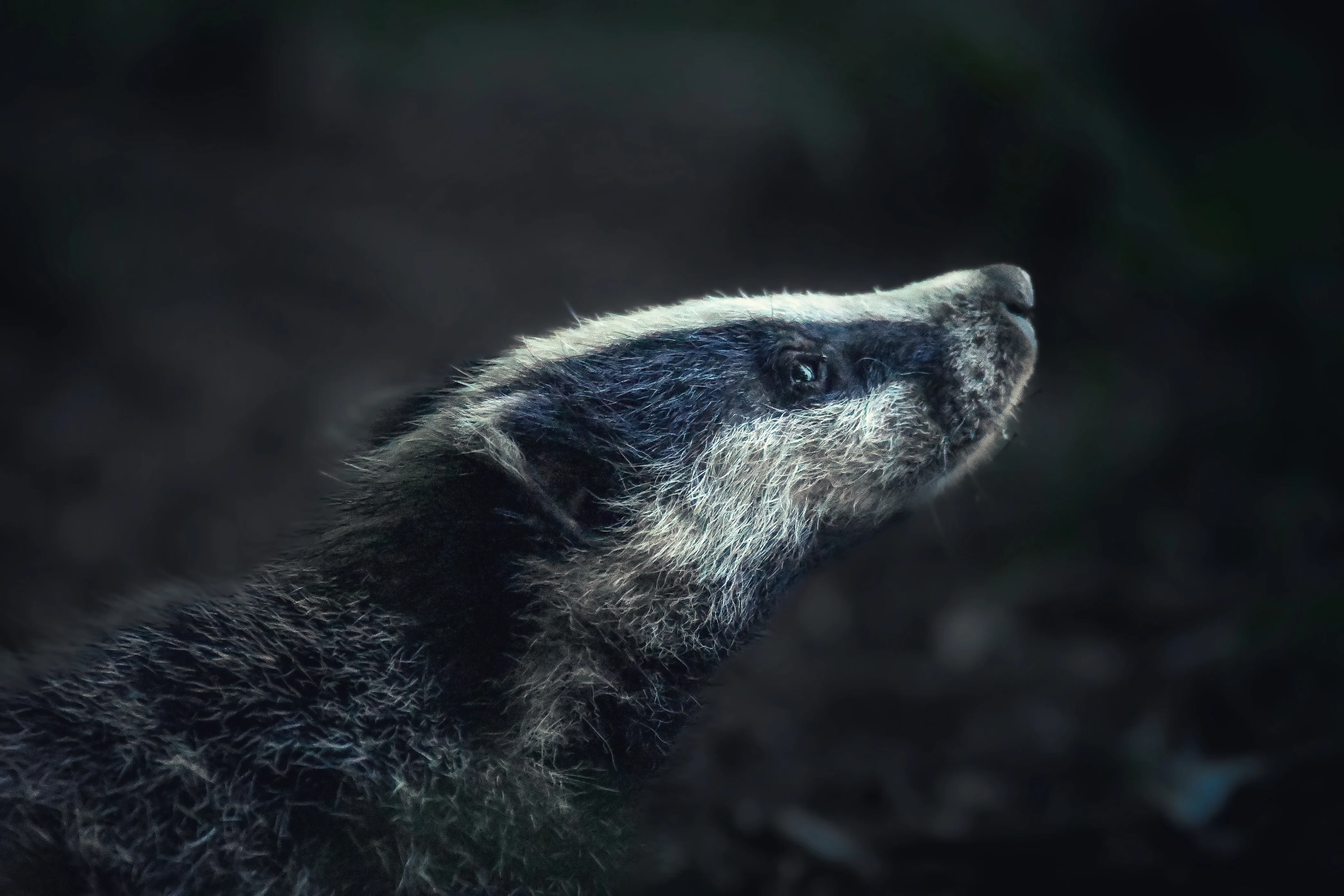 Details : European Badger - BirdGuides