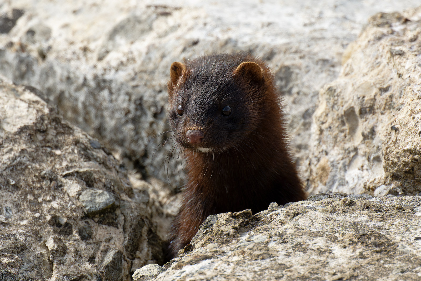 American Mink by Frank Golding - BirdGuides