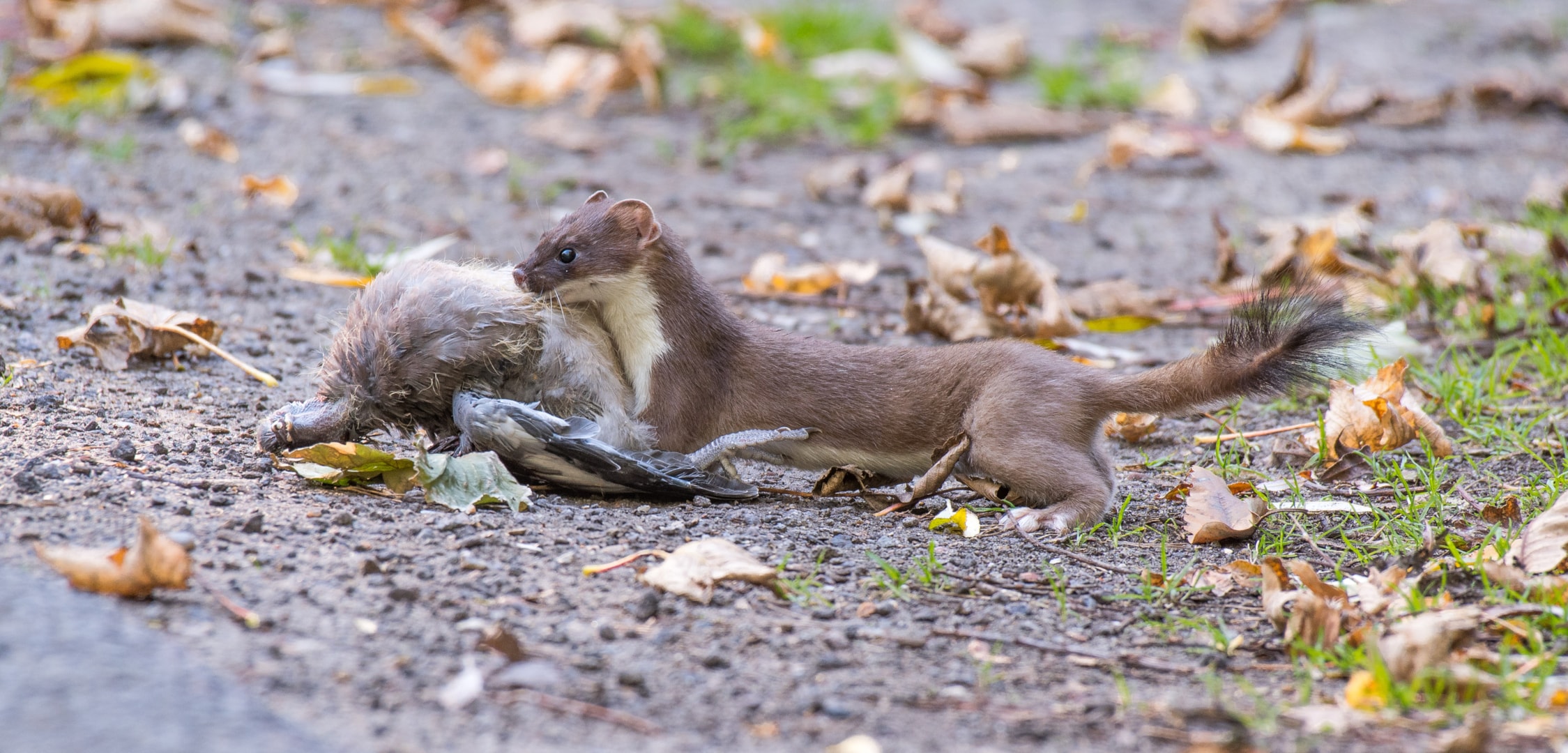 Stoat by Les Cater - BirdGuides