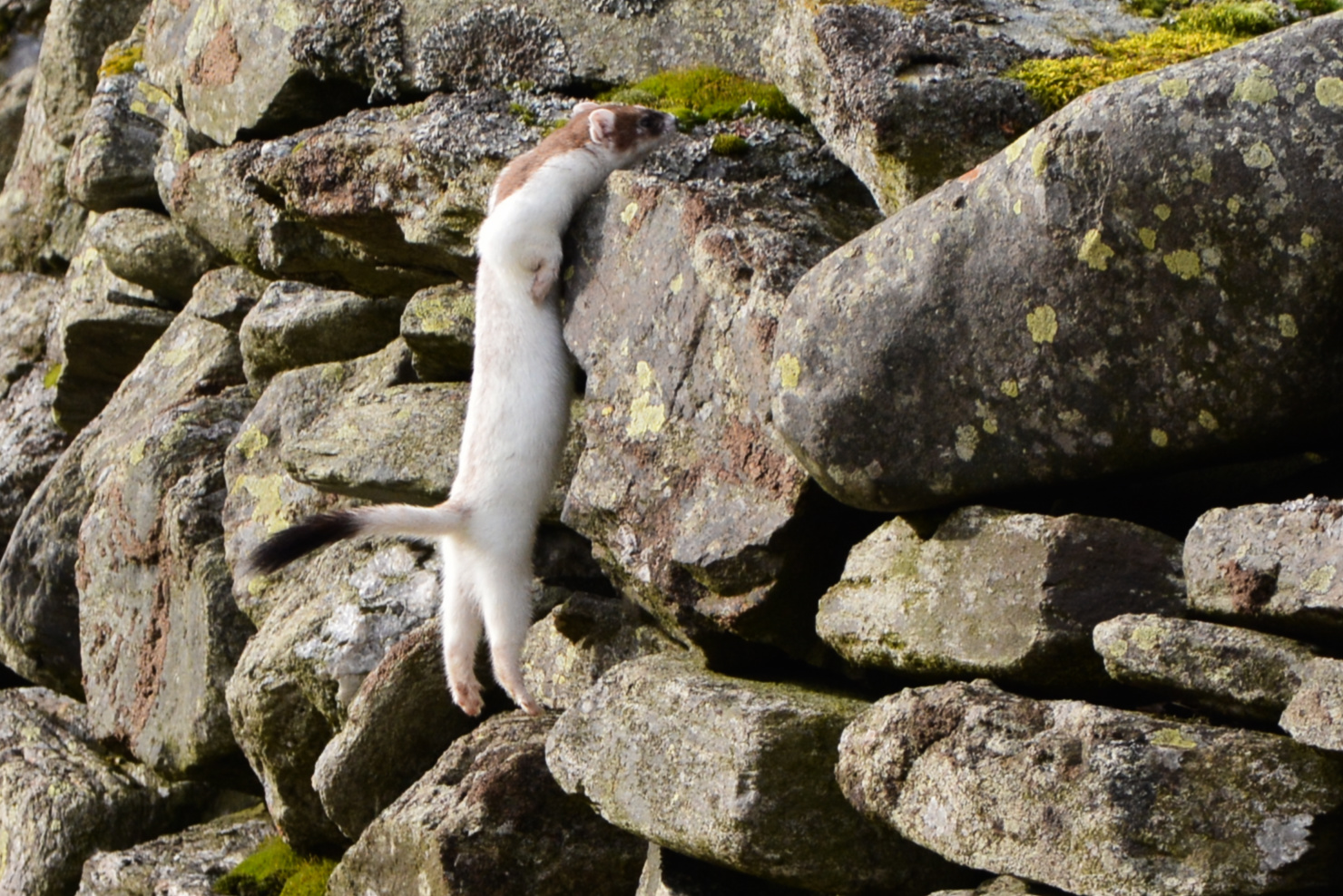 Stoat by Carol Bone - BirdGuides