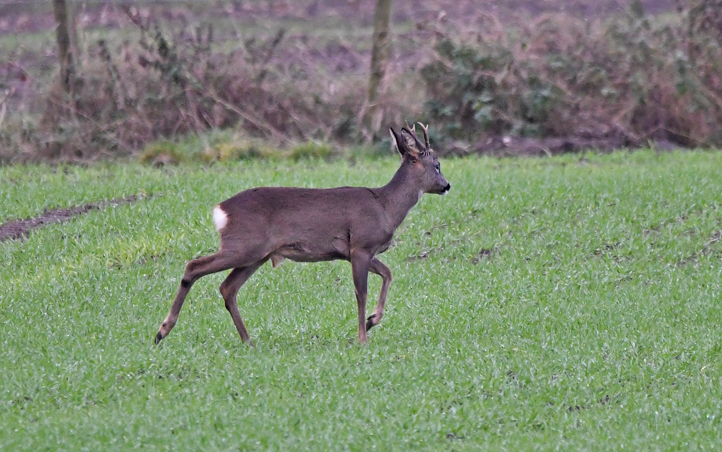 Roe Deer by Tom Moodie - BirdGuides