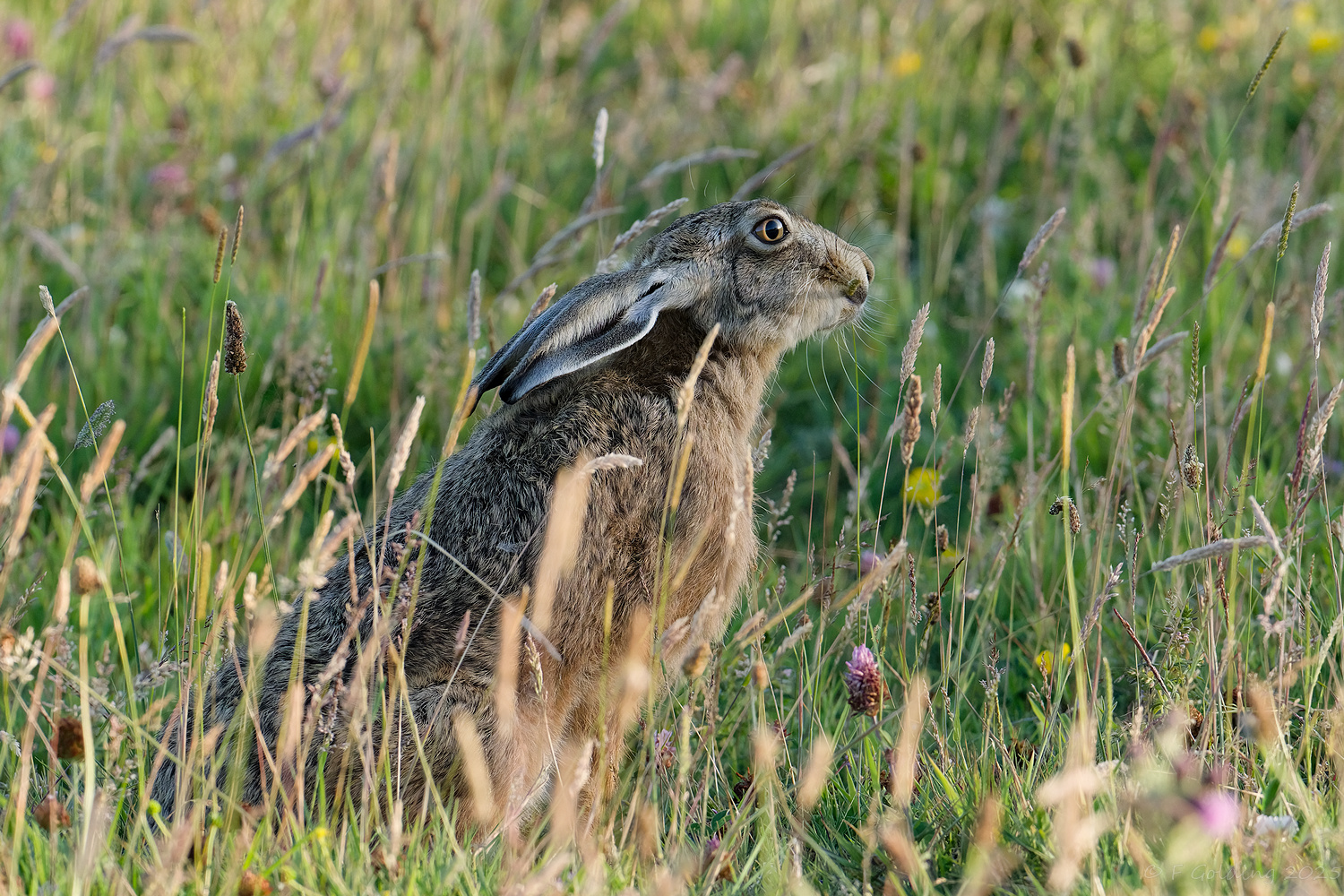 Brown Hare by Frank Golding - BirdGuides