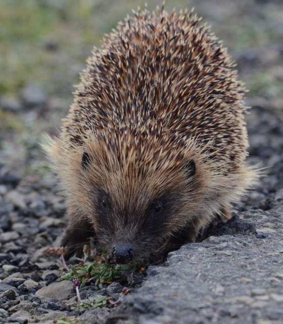European Hedgehog by Joe Graham - BirdGuides