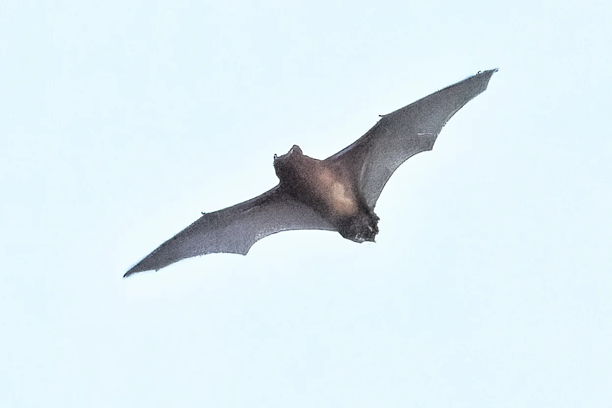 Details : Noctule - BirdGuides