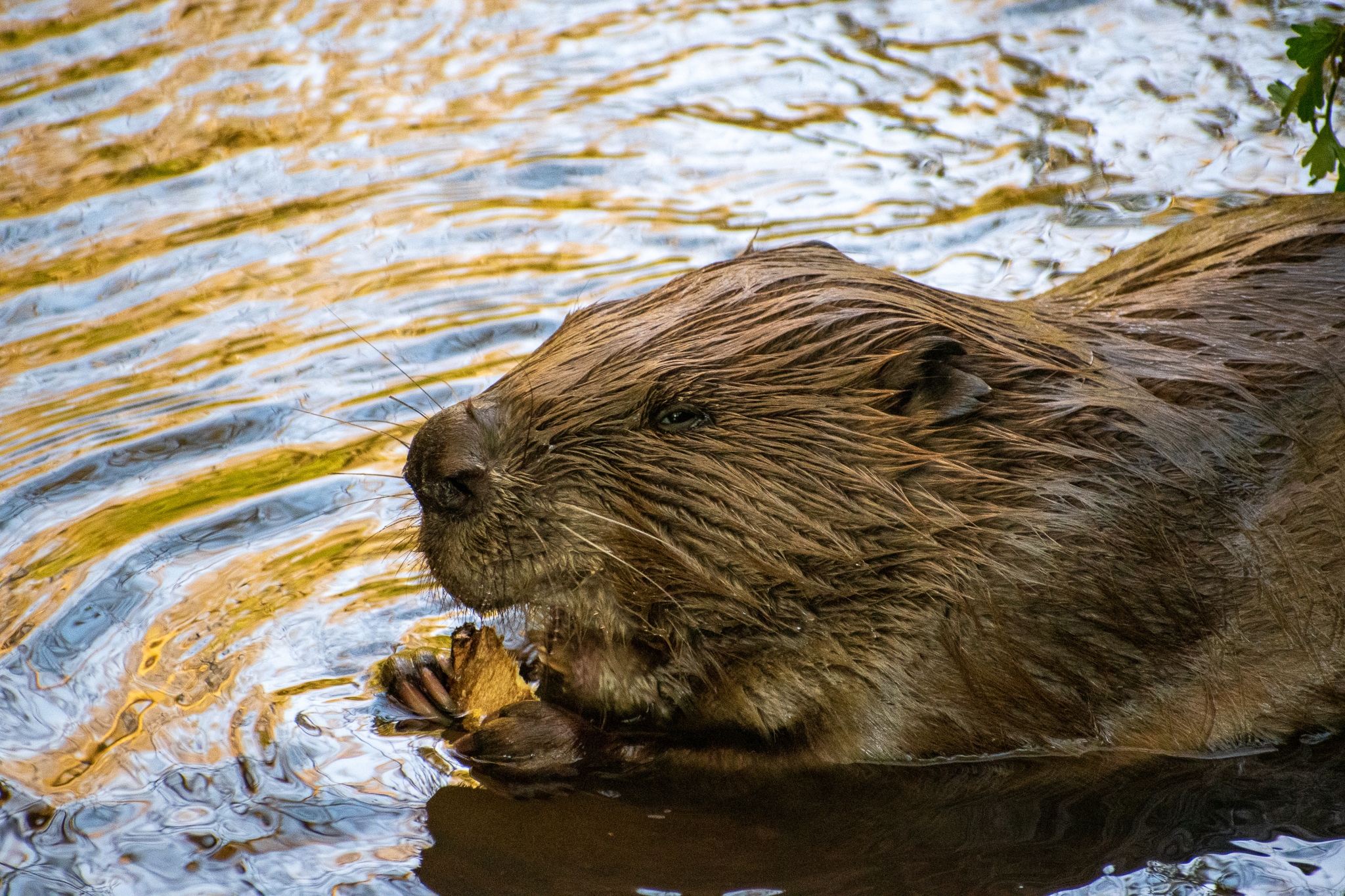 Lethal control must be an option for beavers, says NFU boss - BirdGuides