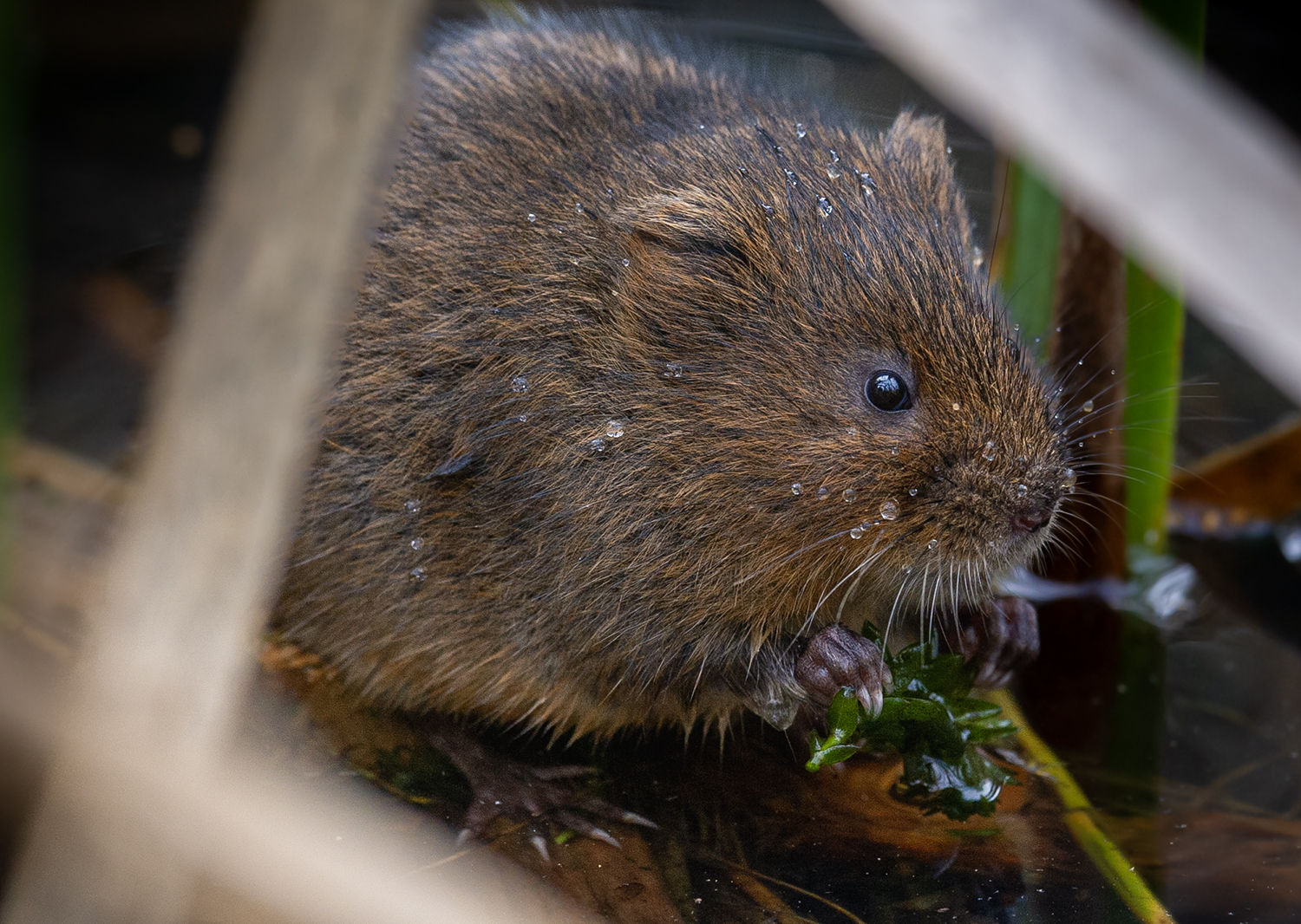 European Water Vole by Alan Burfitt - BirdGuides