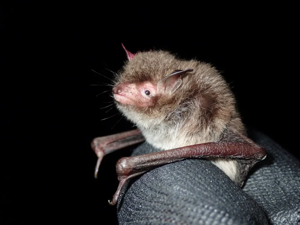 Details : Daubenton's Bat - BirdGuides
