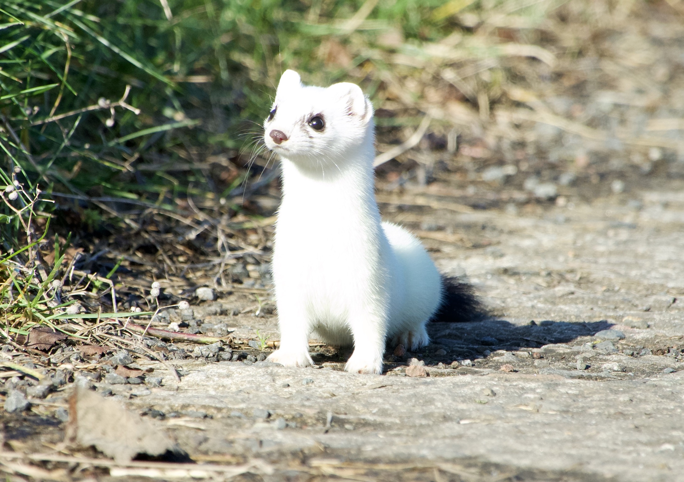Stoat by Carl Hewitt - BirdGuides