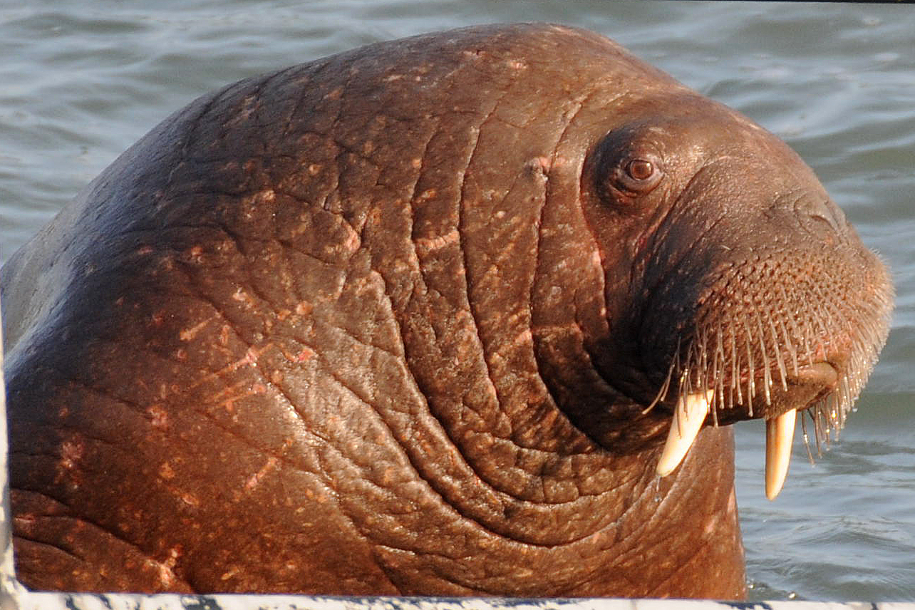 Details : Walrus - BirdGuides