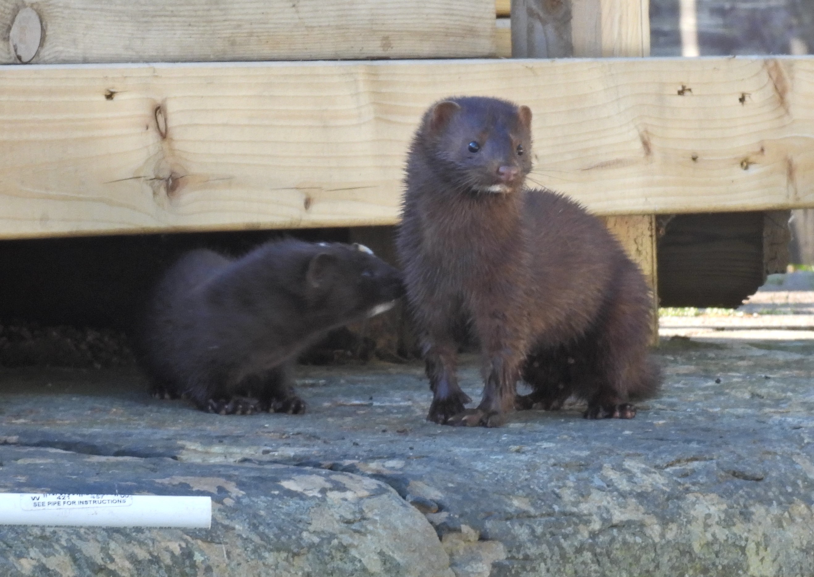 American Mink by Penni Eatwell - BirdGuides