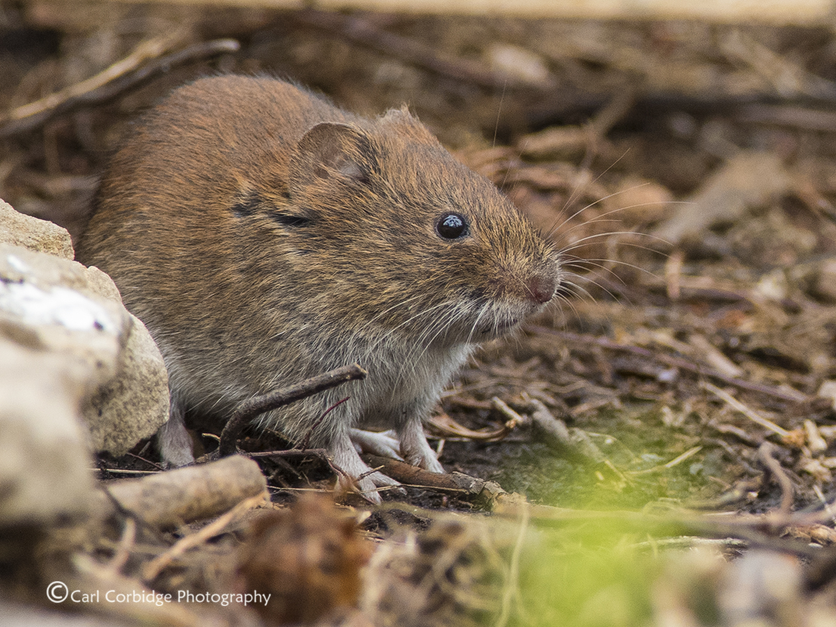 Details : Field Vole - BirdGuides