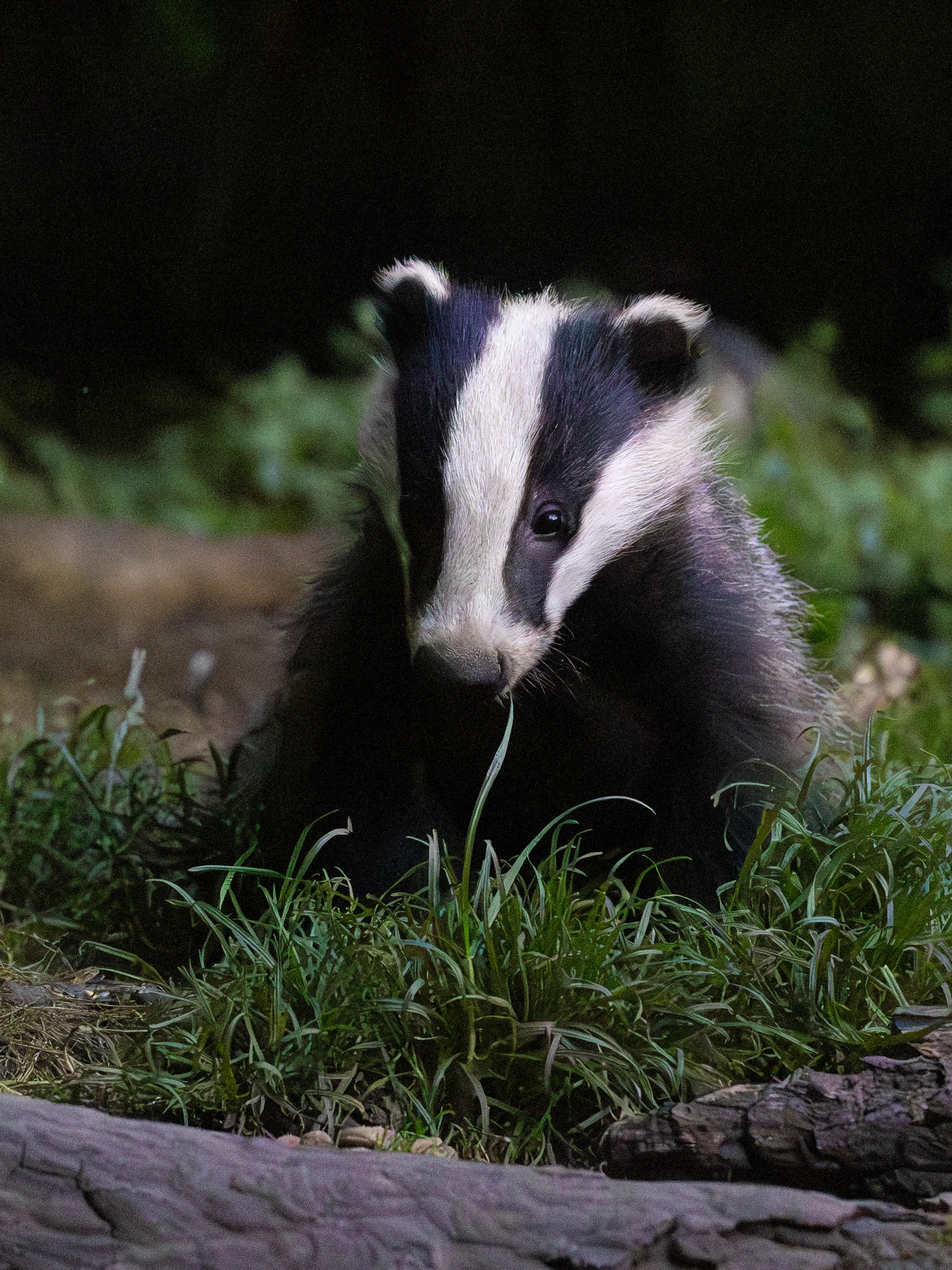 Details : European Badger - BirdGuides