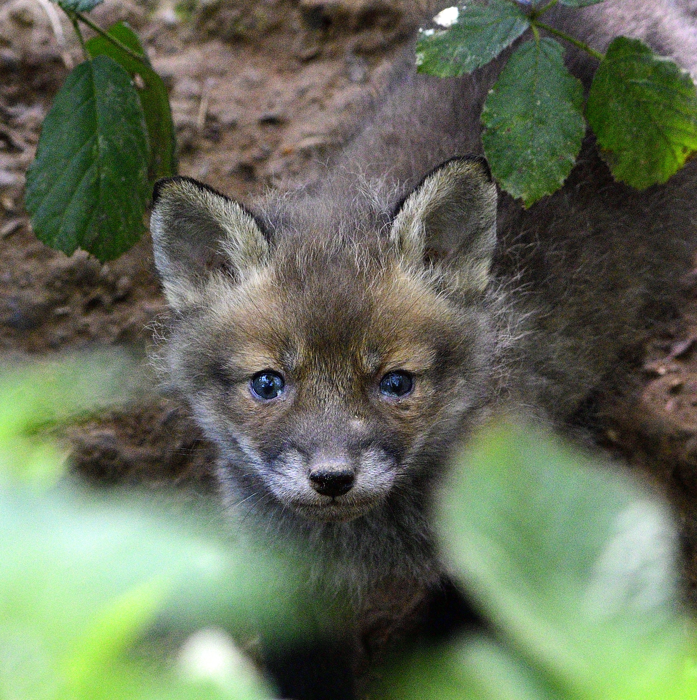 Details : Red Fox - BirdGuides