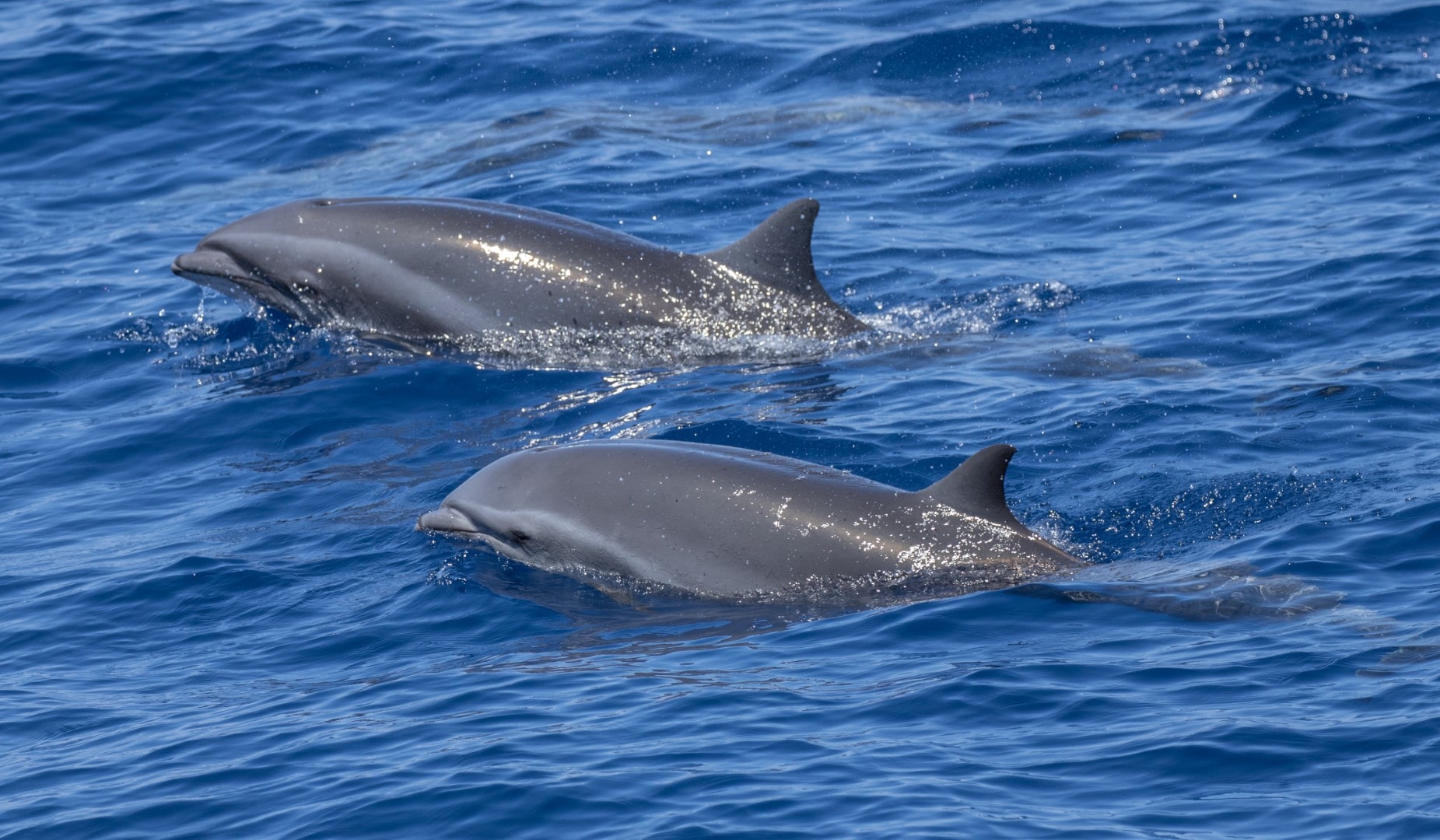 Fraser's Dolphin by Tim Marshall - BirdGuides