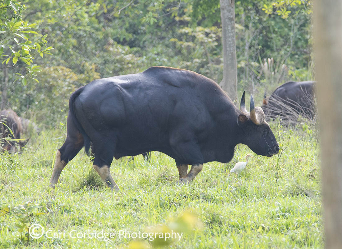 Gaur by C Corbidge - BirdGuides