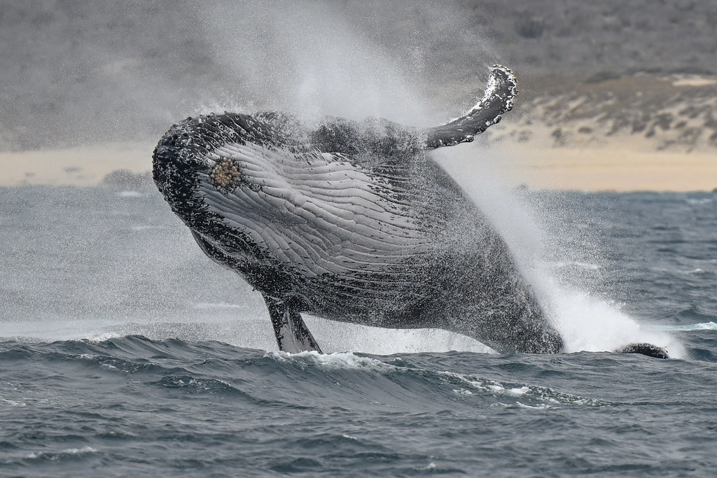 Extraordinary Humpback Whale migration sparks intrigue - BirdGuides