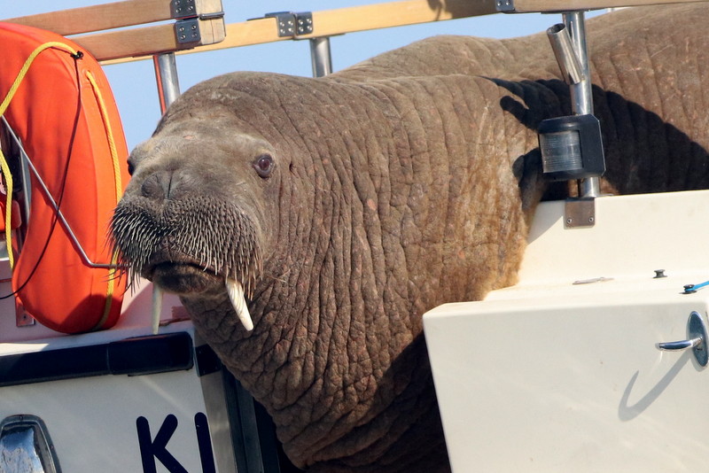 Scilly Walrus served eviction notice - BirdGuides